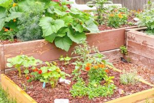 The Oklahoma Homesteader